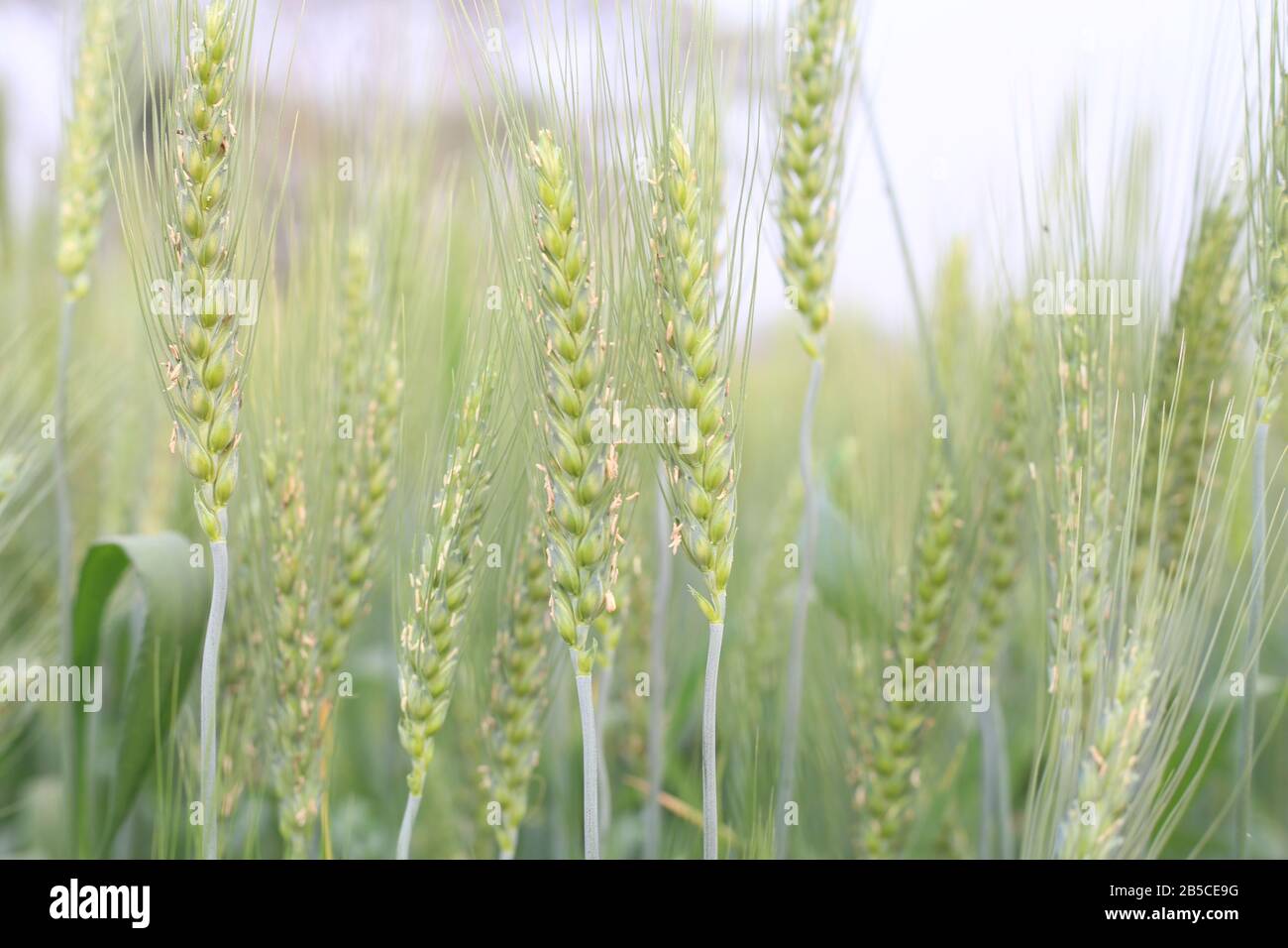 Wheat field blowing in wind hi-res stock photography and images - Alamy