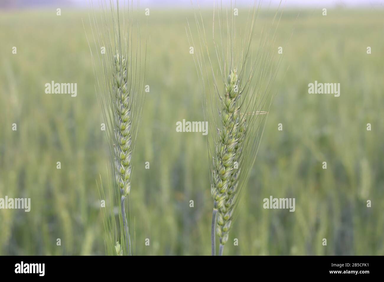 Growing Wheat and Crop production Stock Photo - Alamy