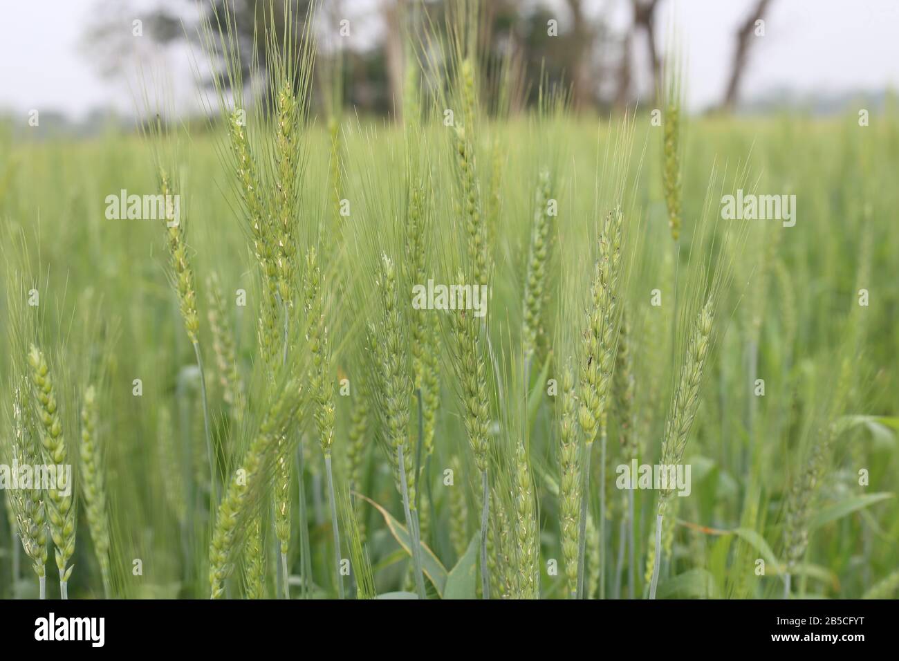 Crop fields tutorial hi-res stock photography and images - Alamy