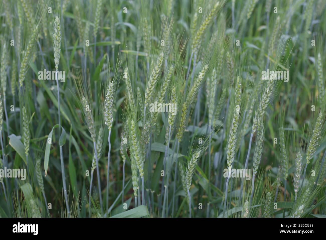 Harvested wheat field in ohio hi-res stock photography and images - Alamy
