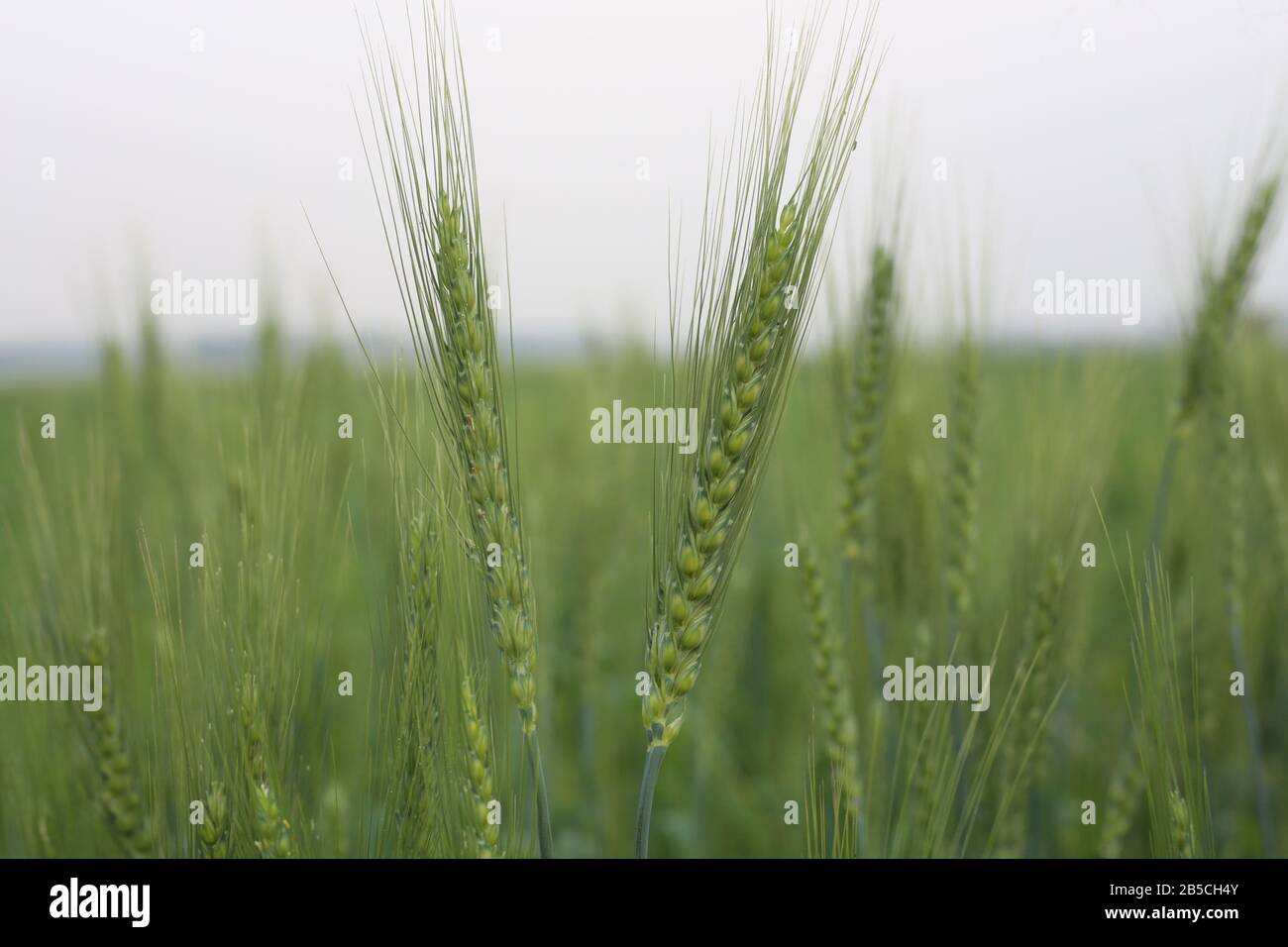 The Beautiful Green Wheat Field Stock Photo - Alamy