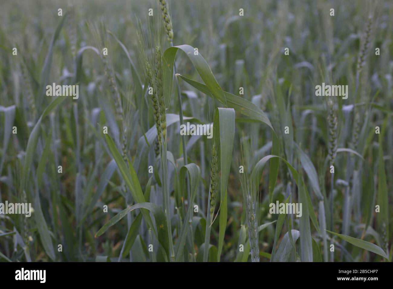 Panoramic view of wheat hi-res stock photography and images - Alamy