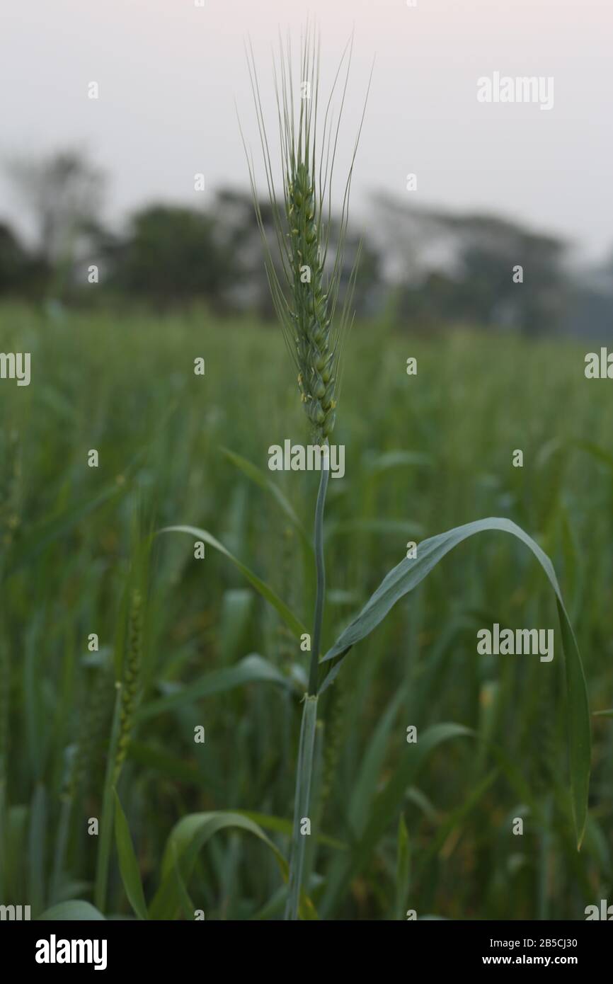 Beautiful fields of grass hi-res stock photography and images - Alamy