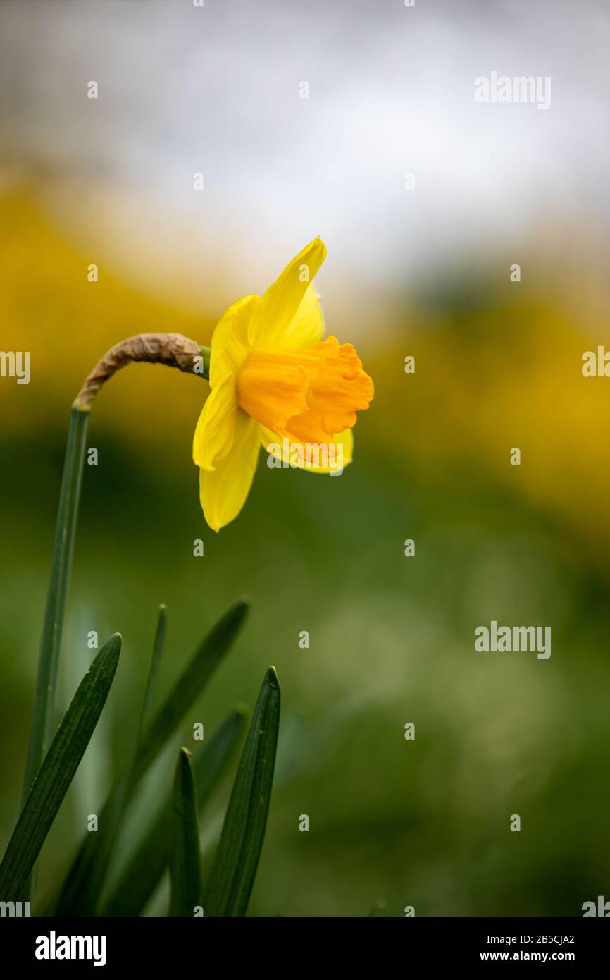 Early spring daffodils in the grounds of Waddesdon Manor Stock Photo ...