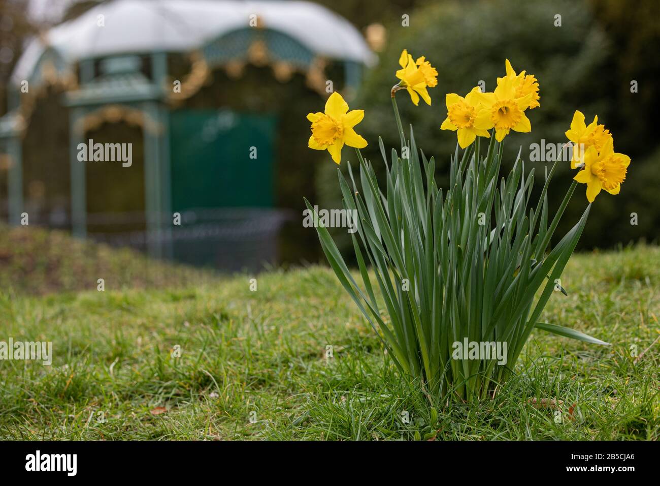 Early spring daffodils in the grounds of Waddesdon Manor Stock Photo ...