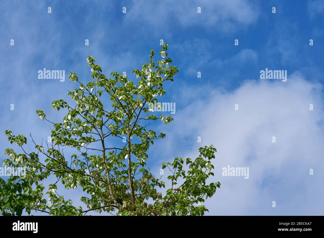 Ghost tree hi-res stock photography and images - Alamy