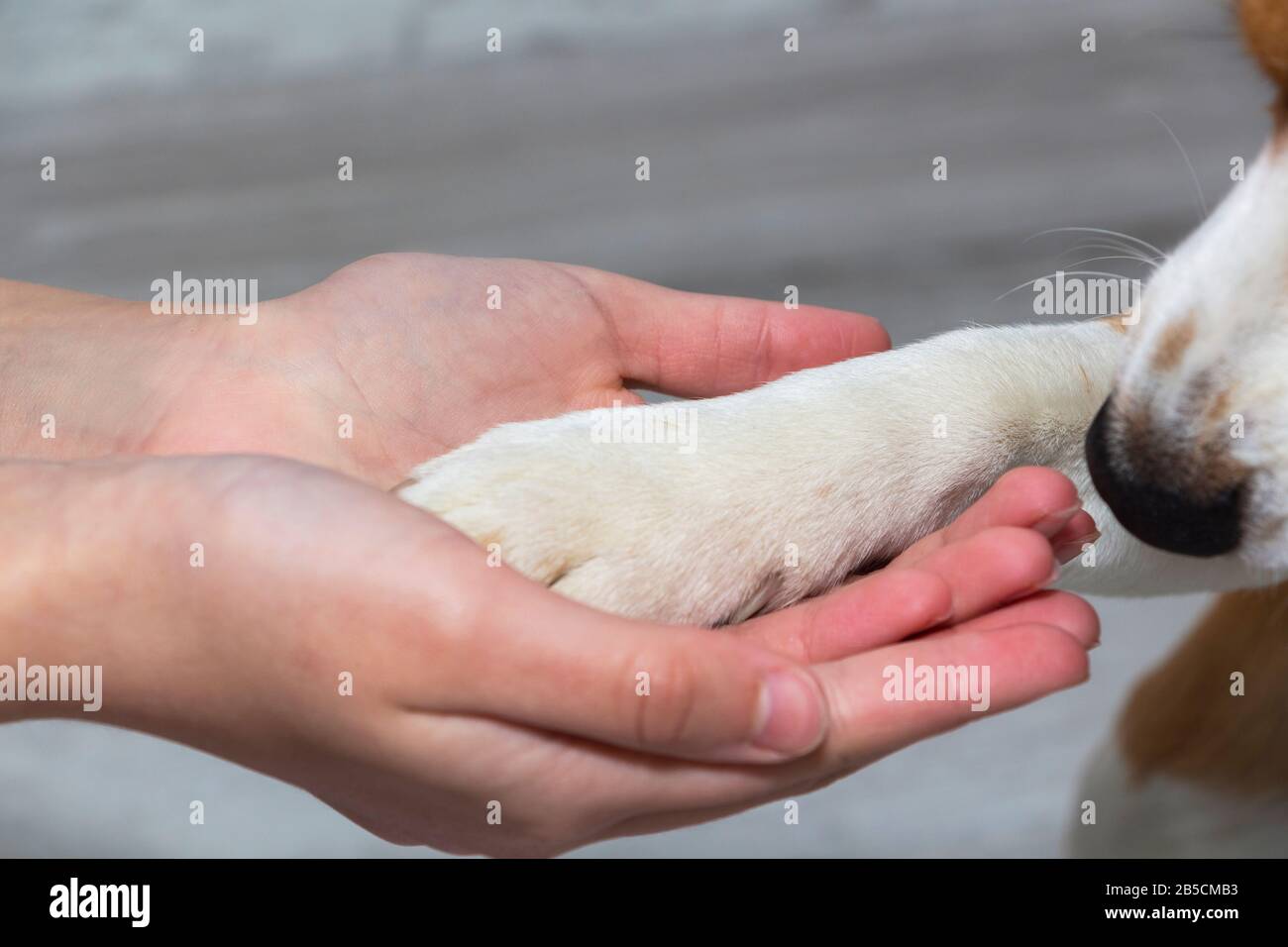 Human hand and paw hi-res stock photography and images - Alamy