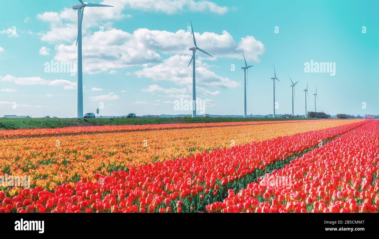 Holland bulb fields windmill hi-res stock photography and images - Alamy