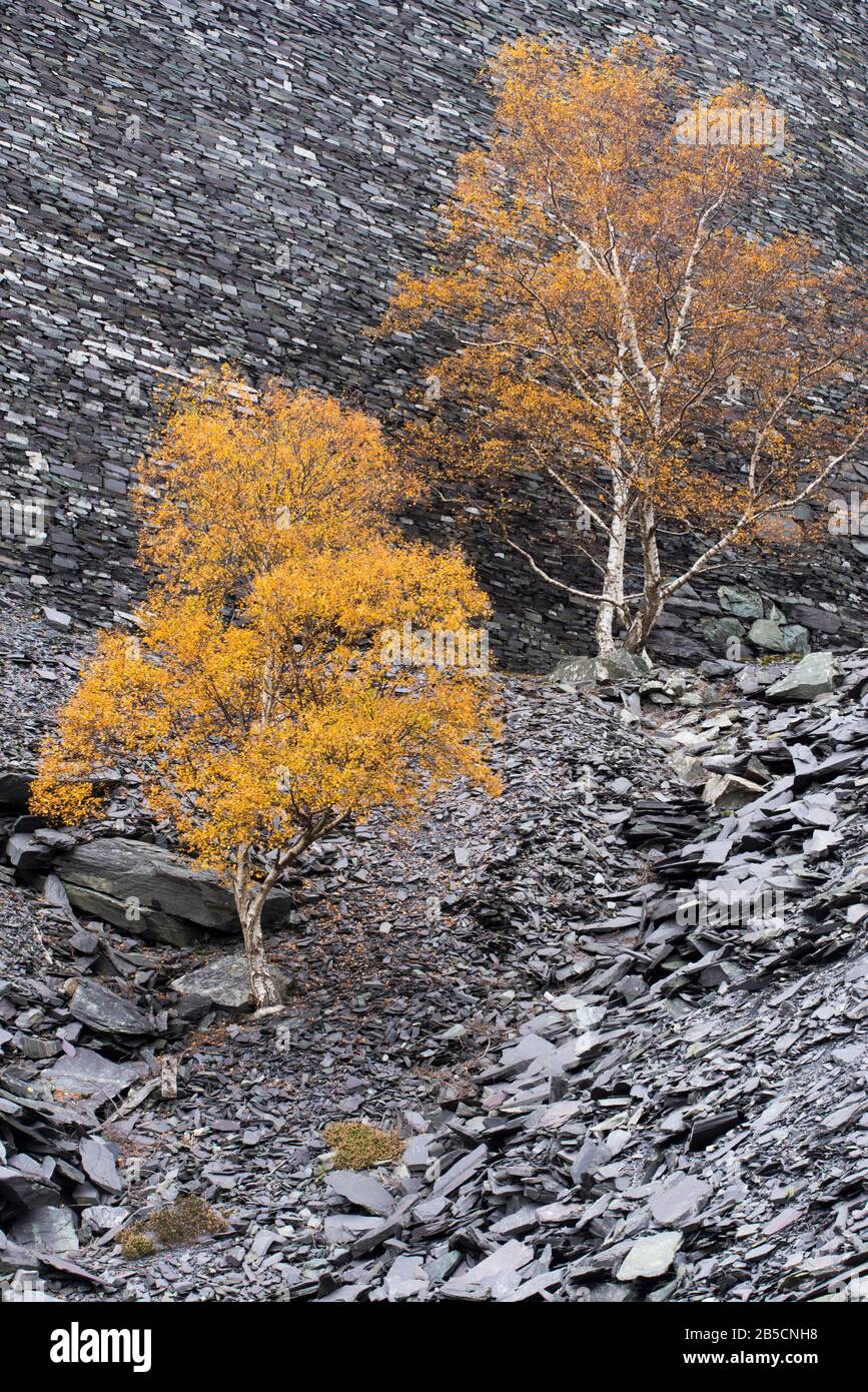 Slate quarry in Llanberis, Gwynedd, North Wales, UK Stock Photo - Alamy