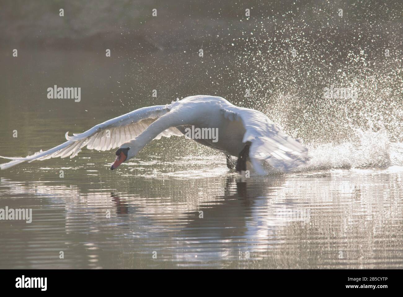 Swan taking off Stock Photo - Alamy