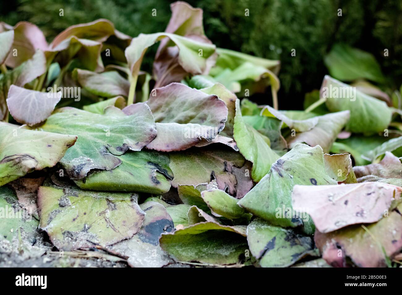 Sluggish hi-res stock photography and images - Alamy