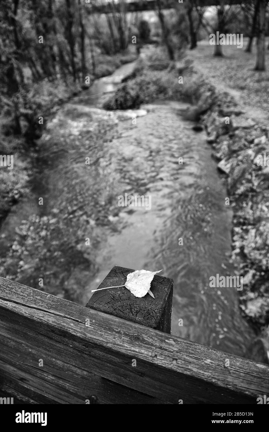 Autumn design frame leaves Black and White Stock Photos & Images - Alamy