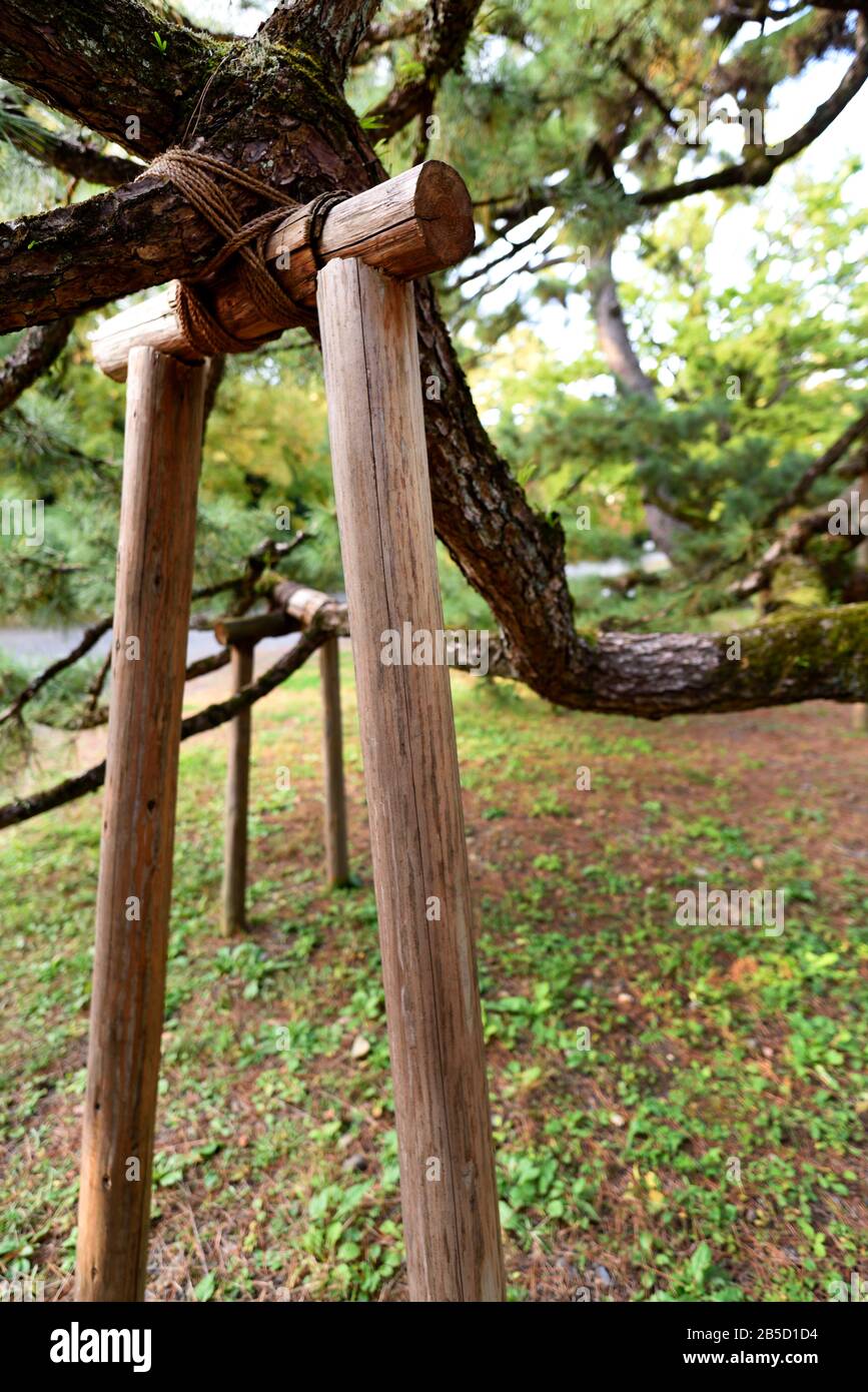 tree supports Japan Stock Photo - Alamy