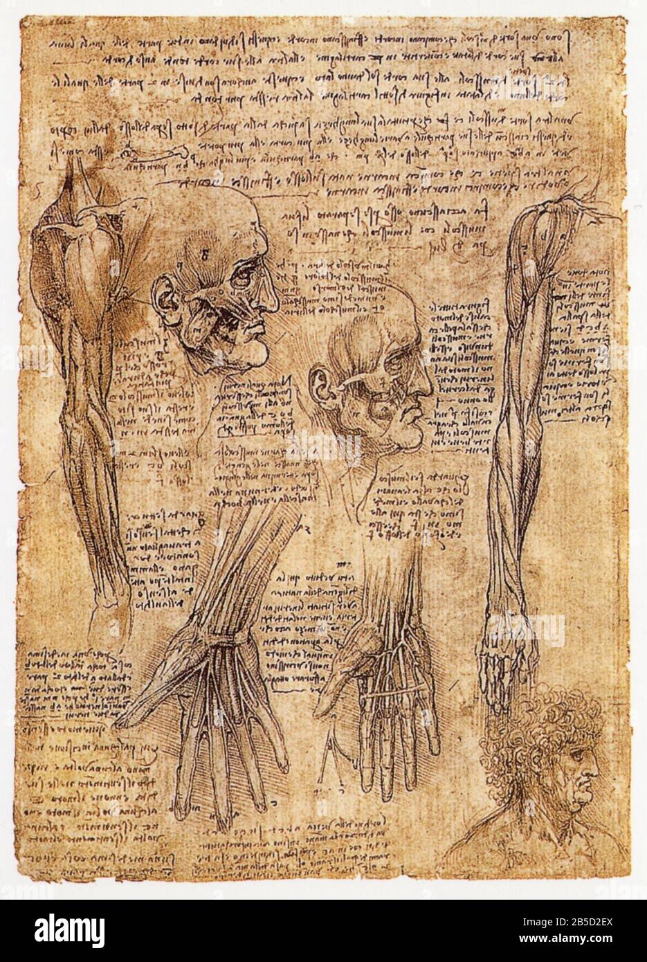 Leonardo da Vinci. Muscles of the arm, the hand and the face. 1509-1510 ...