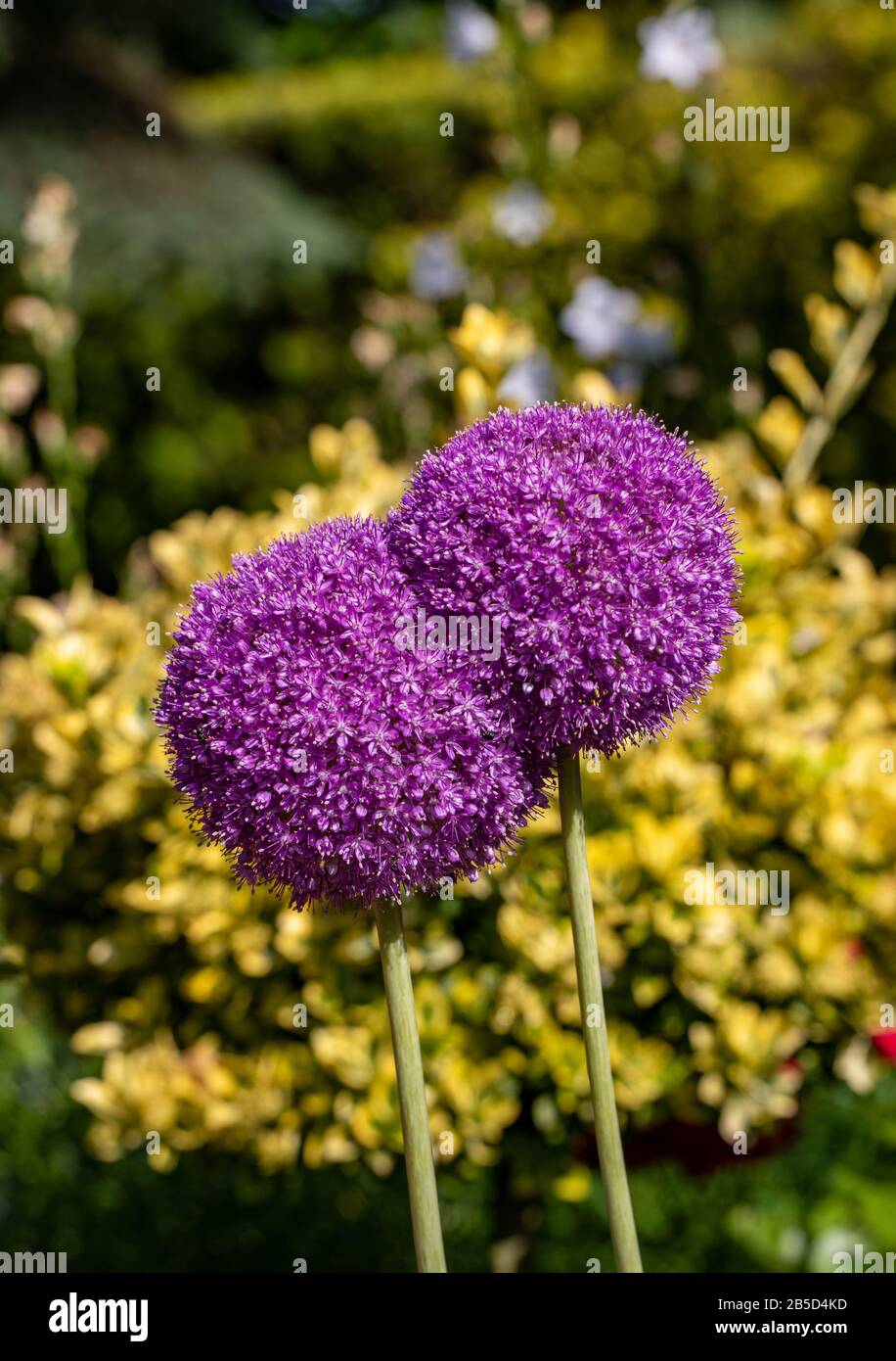 Allium flower before blooming hi-res stock photography and images - Alamy