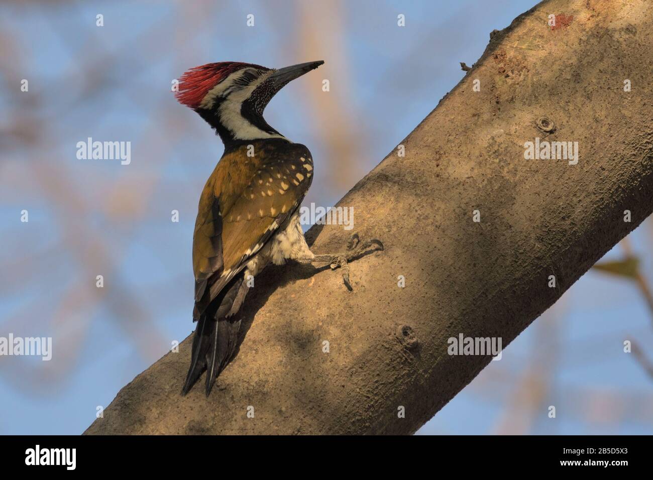 Black-rumped Flameback (Dinopium benghalense) Junagadh, Gujarat, India ...