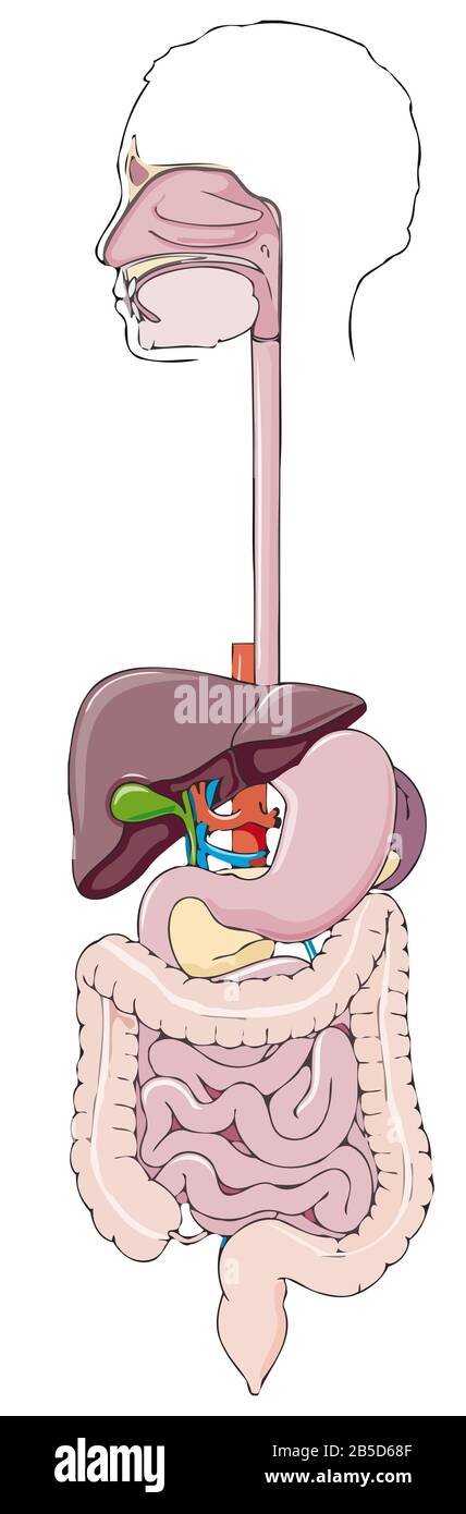 Pancreas duodenum stomach illustration hi-res stock photography and ...