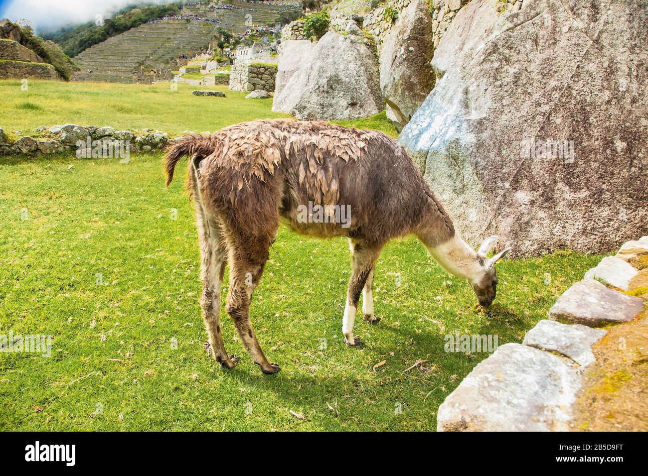 Llama machu picchu cusco region hi-res stock photography and images - Alamy