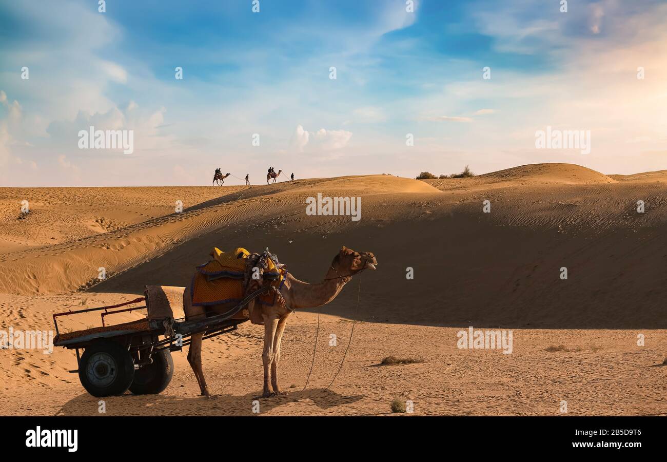 Camel cart at the Thar Desert Jaisalmer with tourist enjoying camel ...