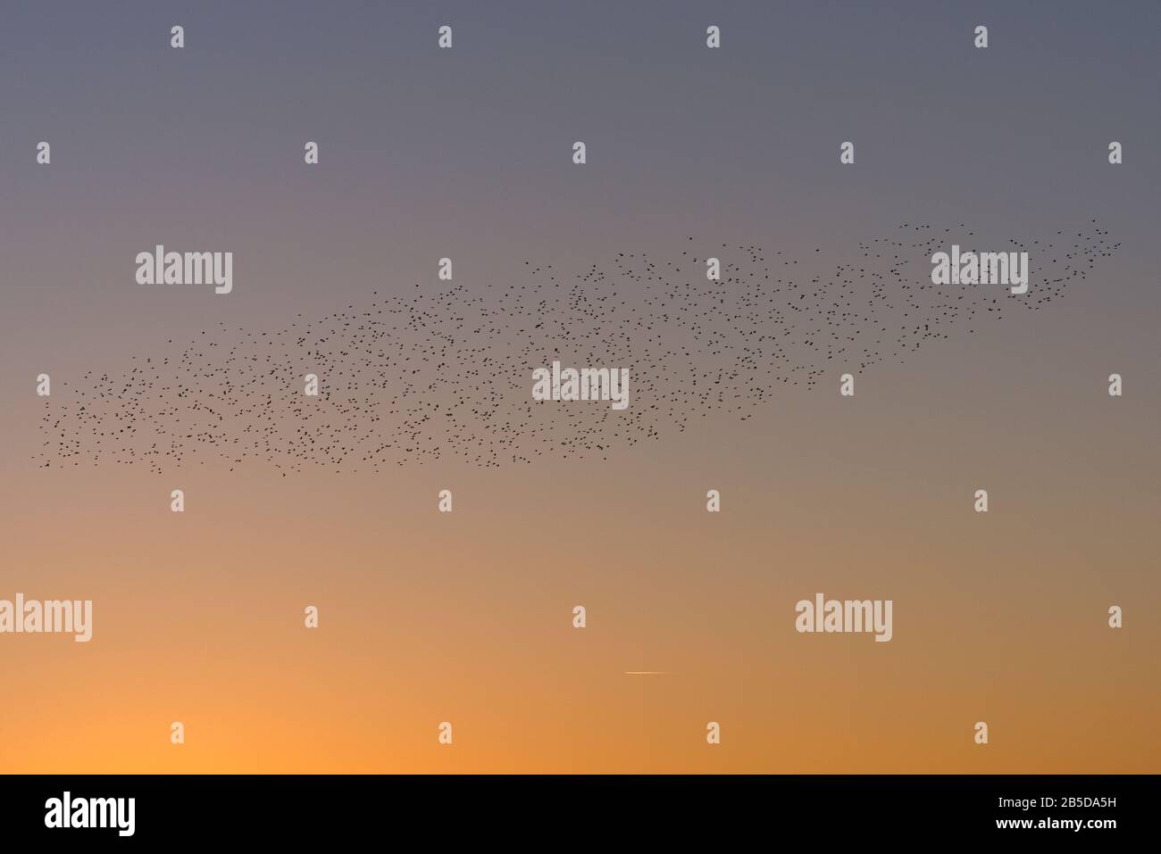 The spectacular sight of starling murmurations over Shapwick Heath on ...