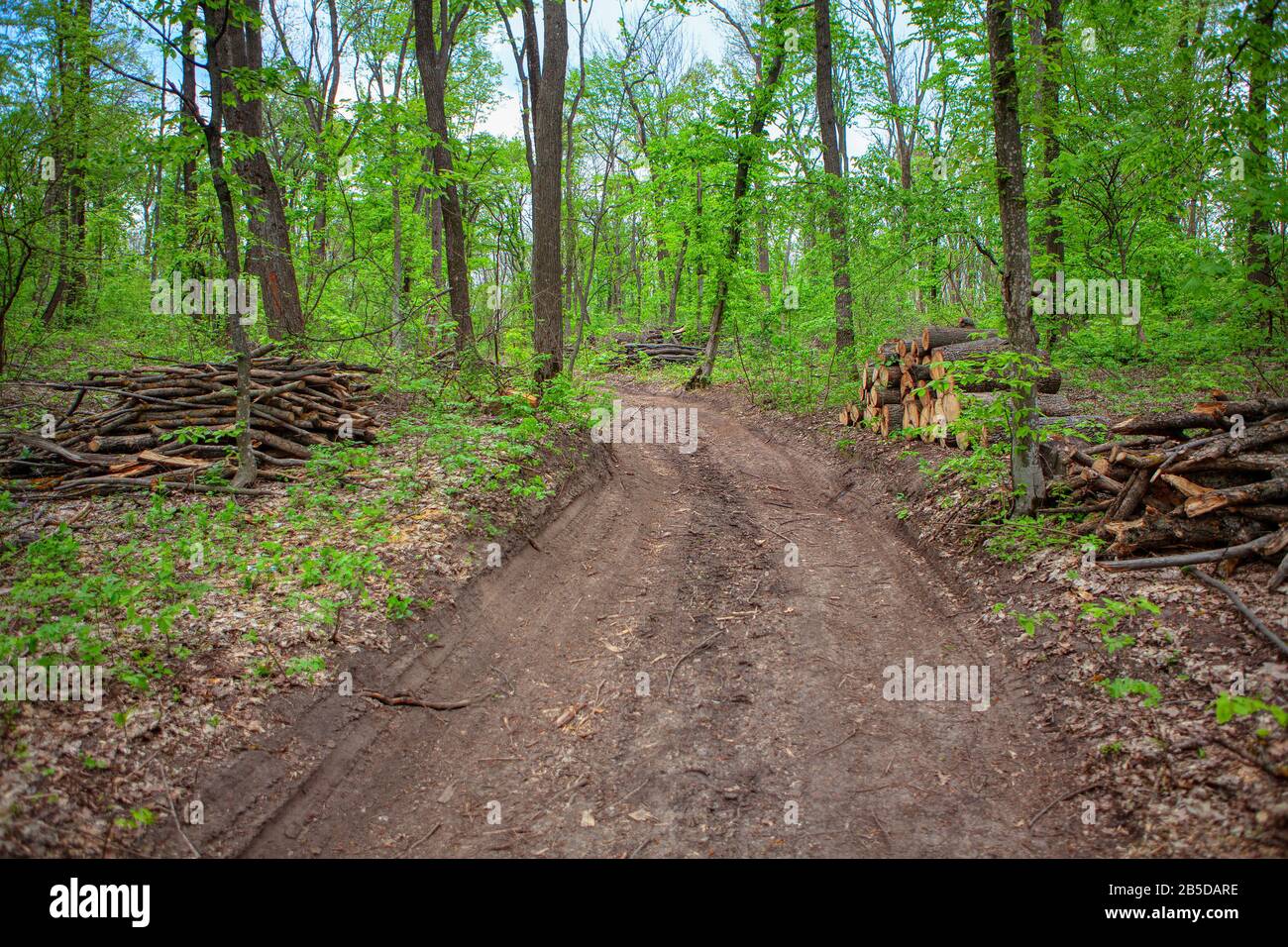 Pathway and pile of wood hi-res stock photography and images - Alamy