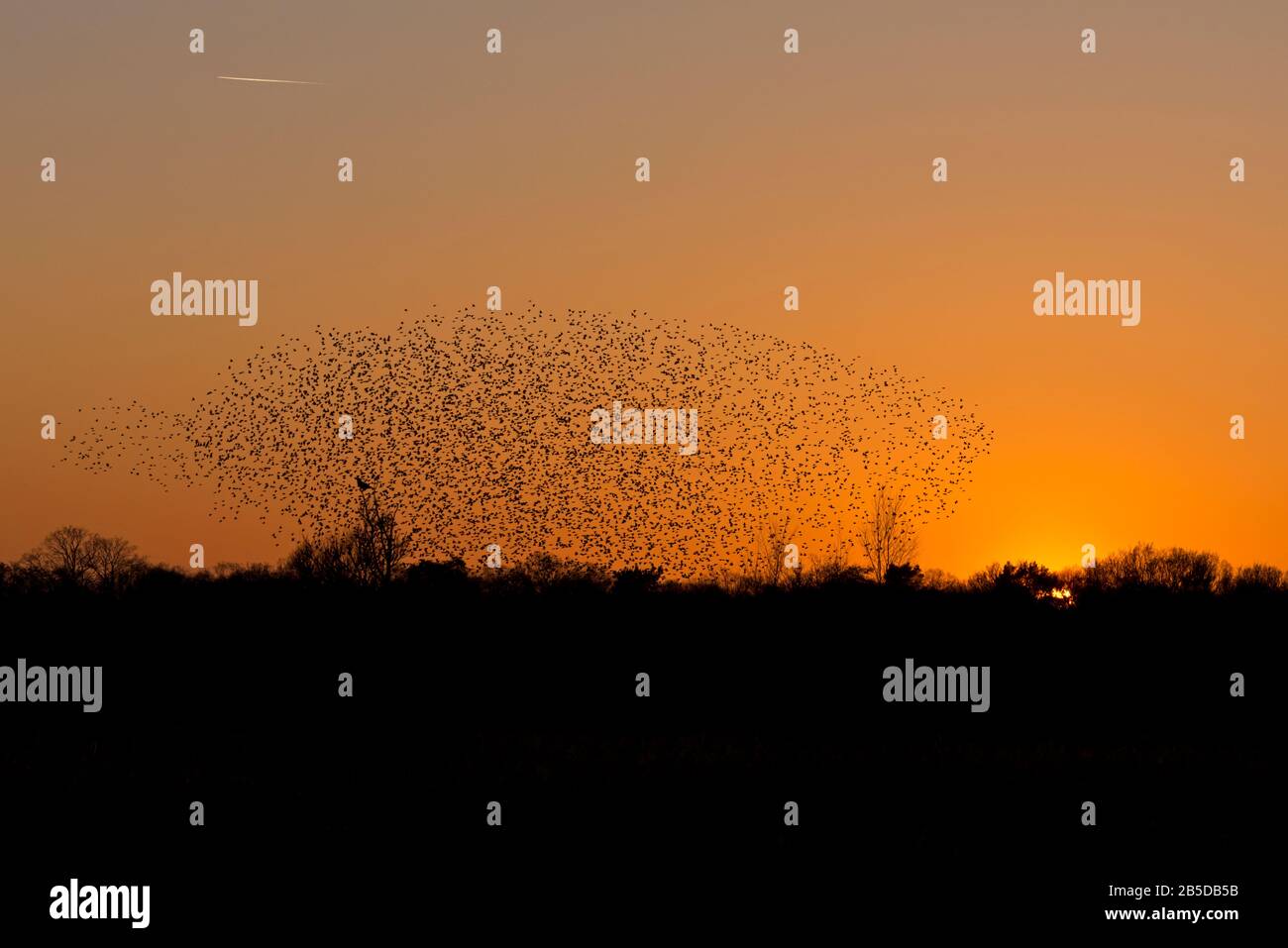 The spectacular sight of starling murmurations over Shapwick Heath on ...
