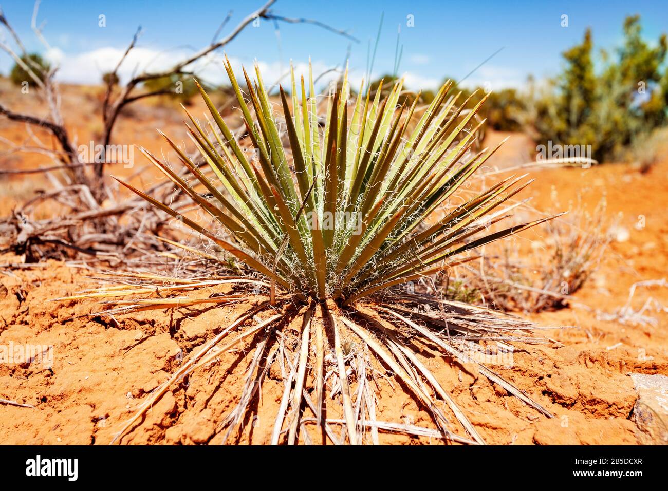 Harriman yucca plant in Utah Moab desert close-up over dry soil Stock ...