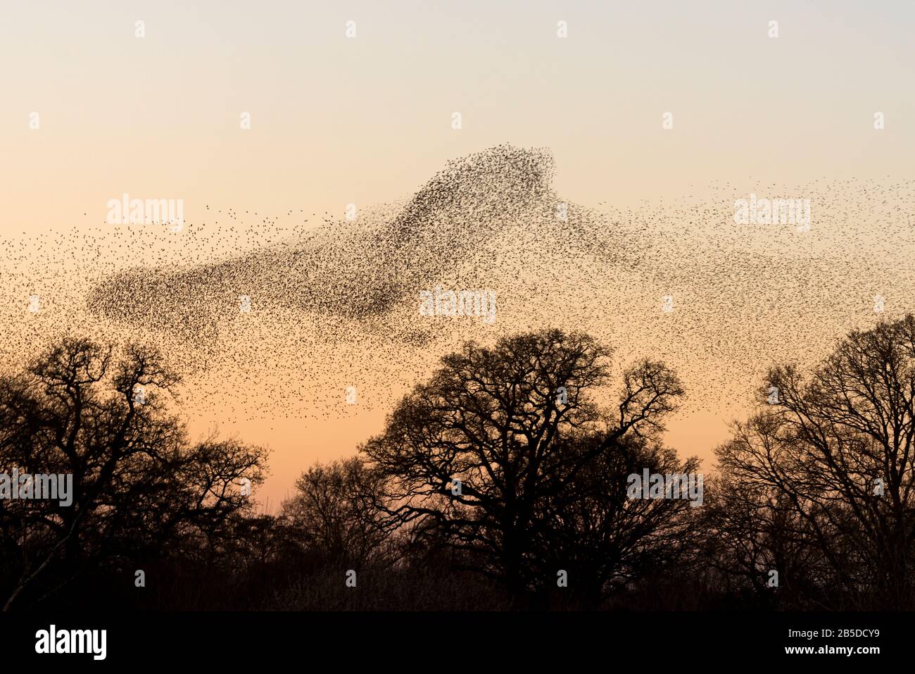 The spectacular sight of starling murmurations over Shapwick Heath on ...