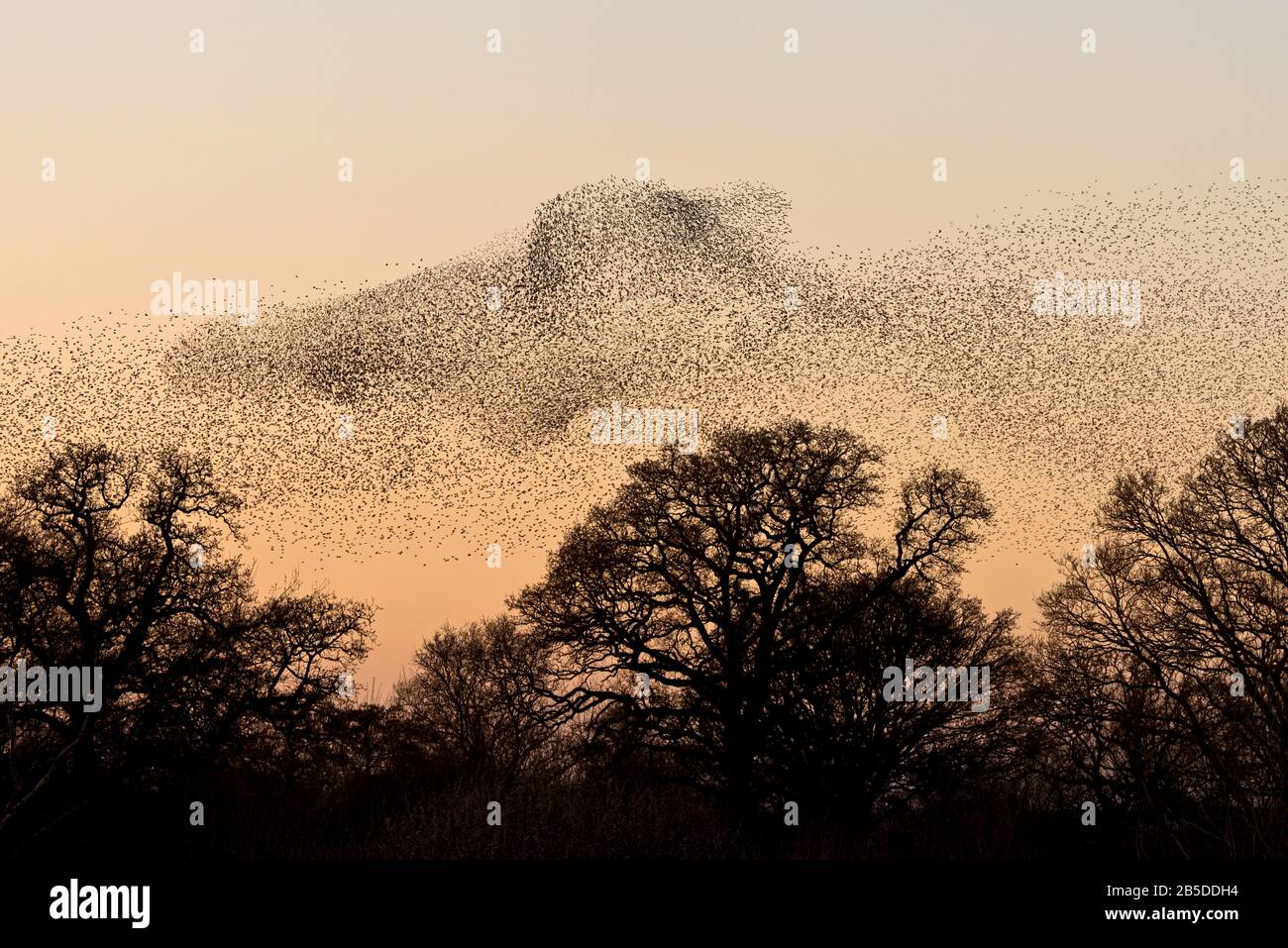 The spectacular sight of starling murmurations over Shapwick Heath on ...