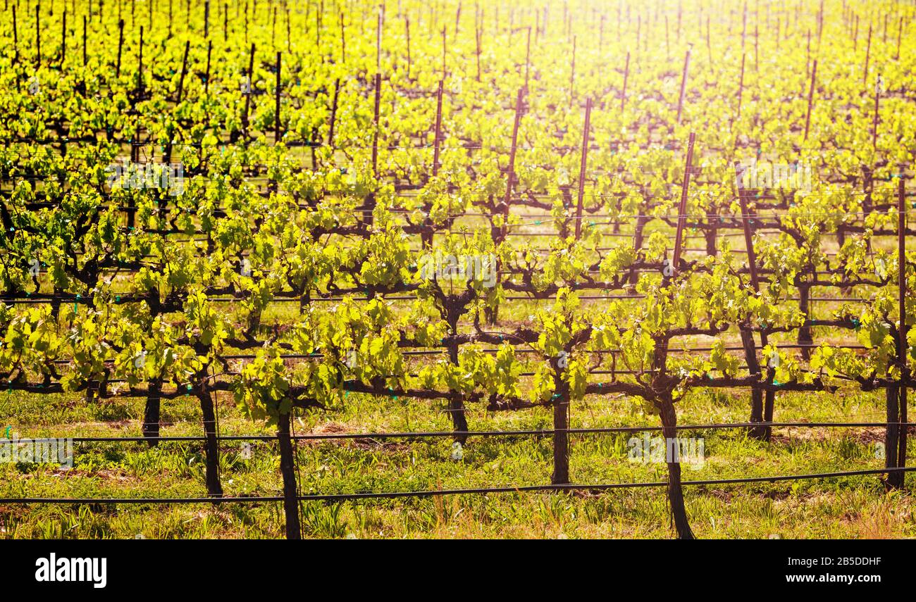 Grape bushes in vineyard hi-res stock photography and images - Alamy