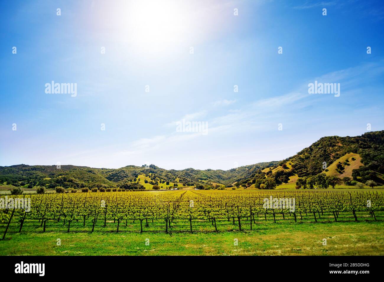 California rural vineyard plantation panorama view during spring season ...