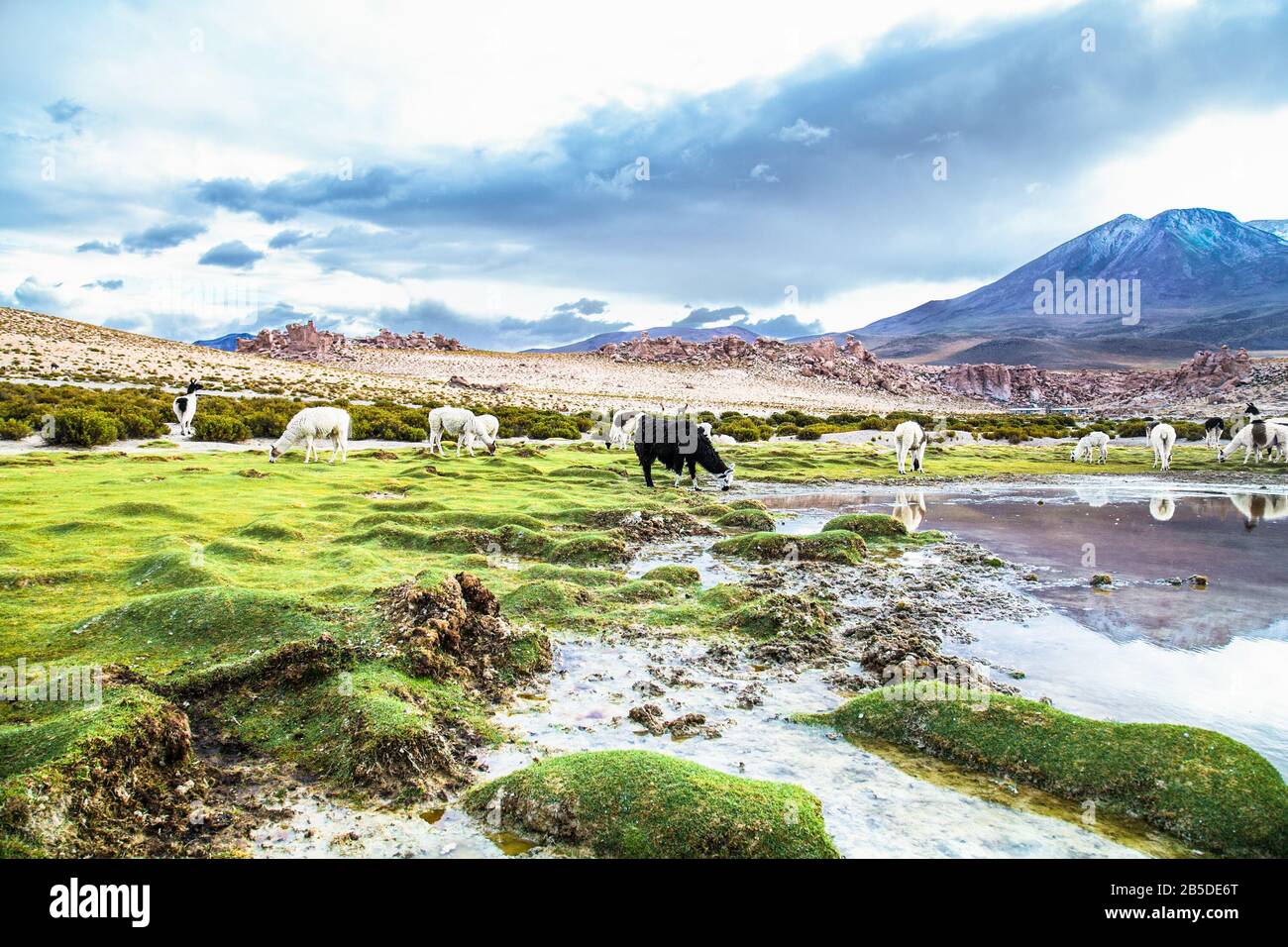 Lama in Eduardo Avaroa National Park in Bolivia Stock Photo - Alamy