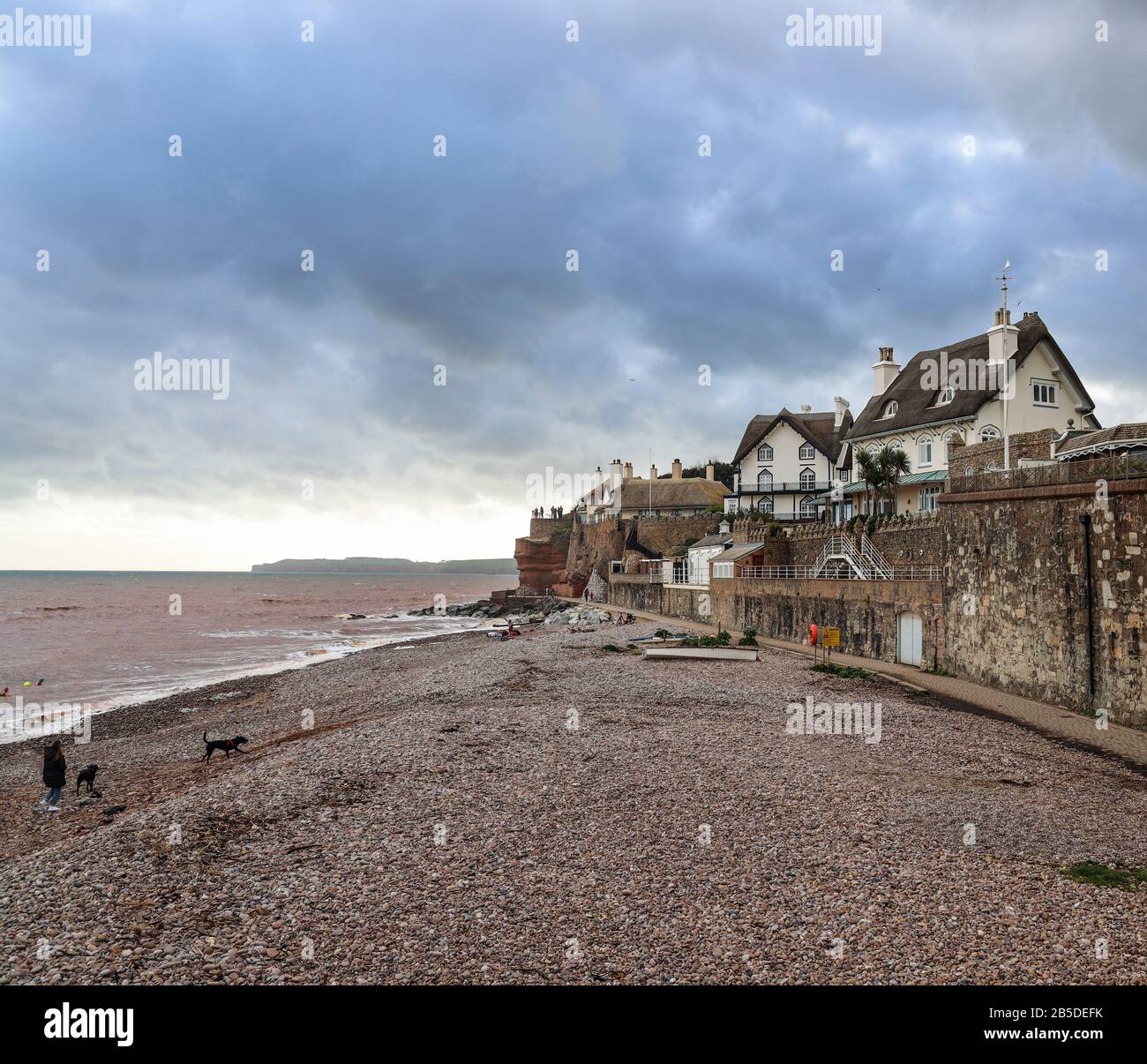 Walking the dogs along the pebbled beach at the west end of Sidmouth ...