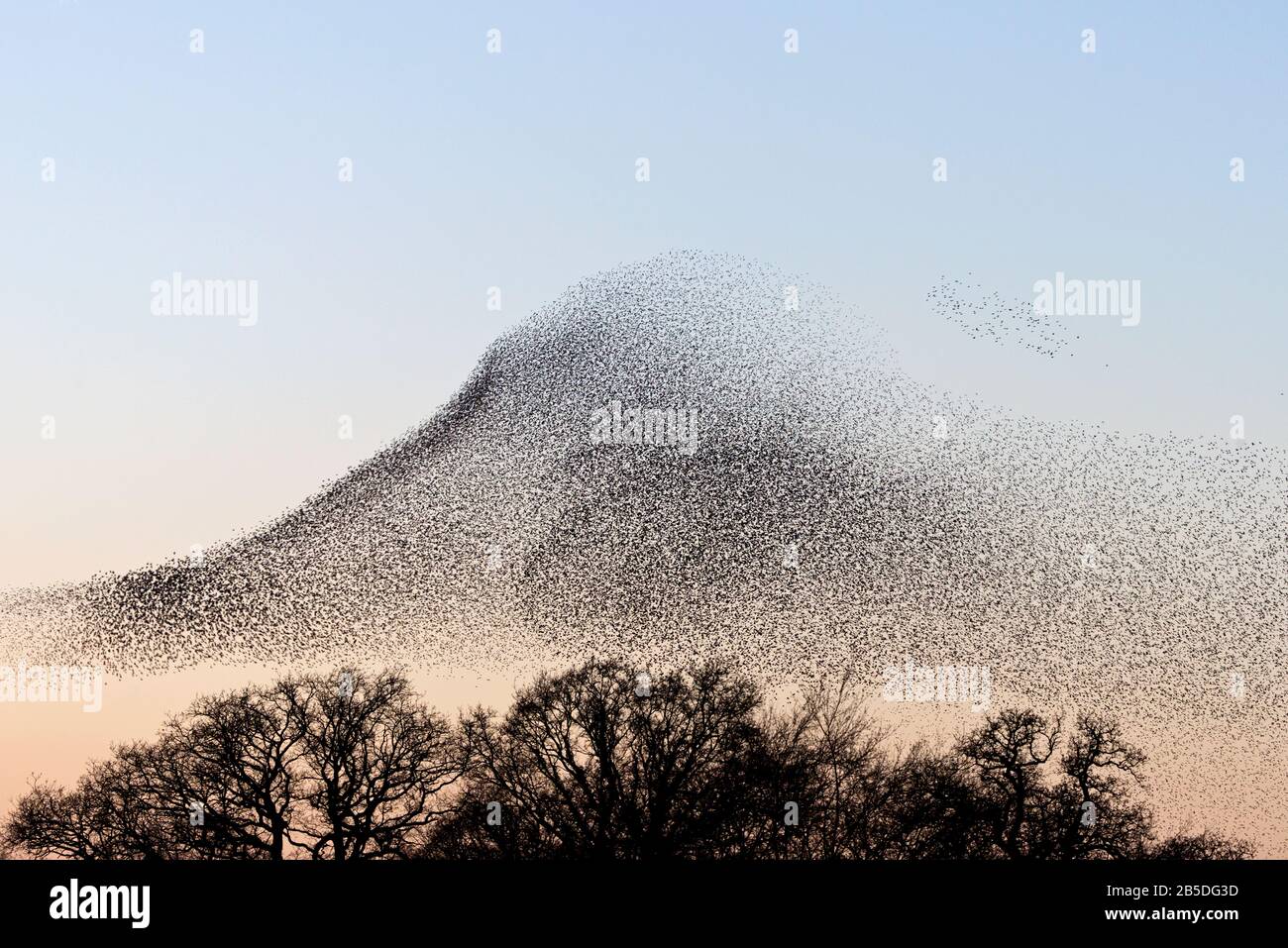 The spectacular sight of starling murmurations over Shapwick Heath on ...