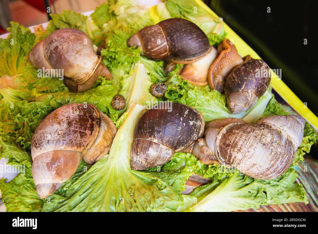 Snails alive hi-res stock photography and images - Alamy