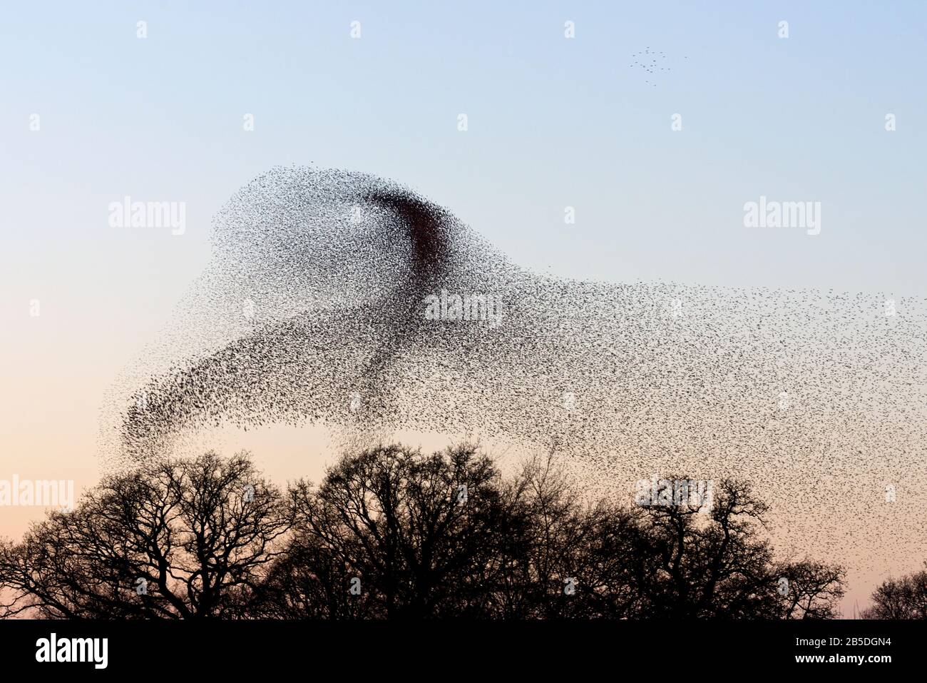 The spectacular sight of starling murmurations over Shapwick Heath on ...