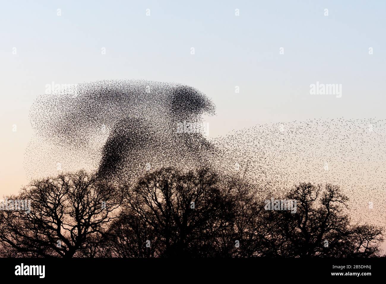 The spectacular sight of starling murmurations over Shapwick Heath on ...