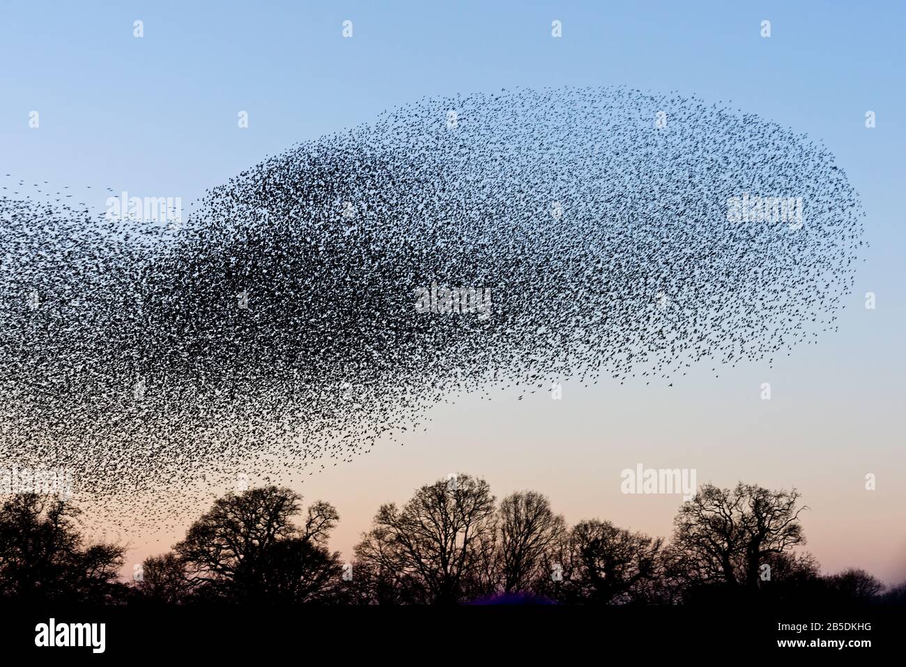 The spectacular sight of starling murmurations over Shapwick Heath on ...