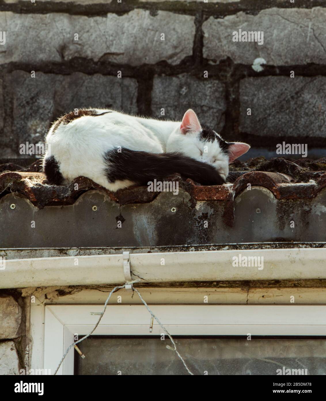 Black and white cat sleeping in the sunshine on a roof above a window ...