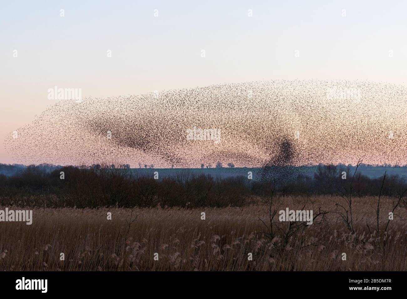 The spectacular sight of starling murmurations over Shapwick Heath on ...