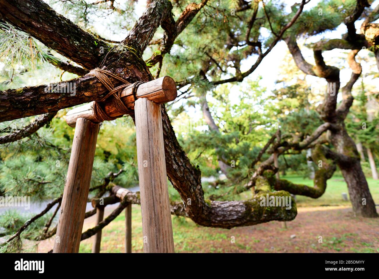 tree supports Japan Stock Photo - Alamy