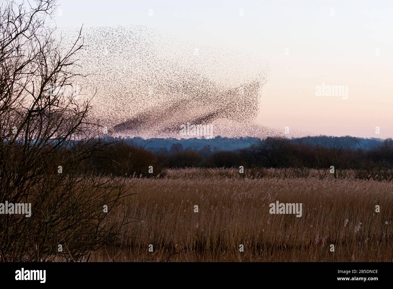 The spectacular sight of starling murmurations over Shapwick Heath on ...