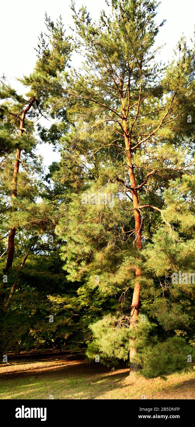 pine trees Japan Stock Photo - Alamy