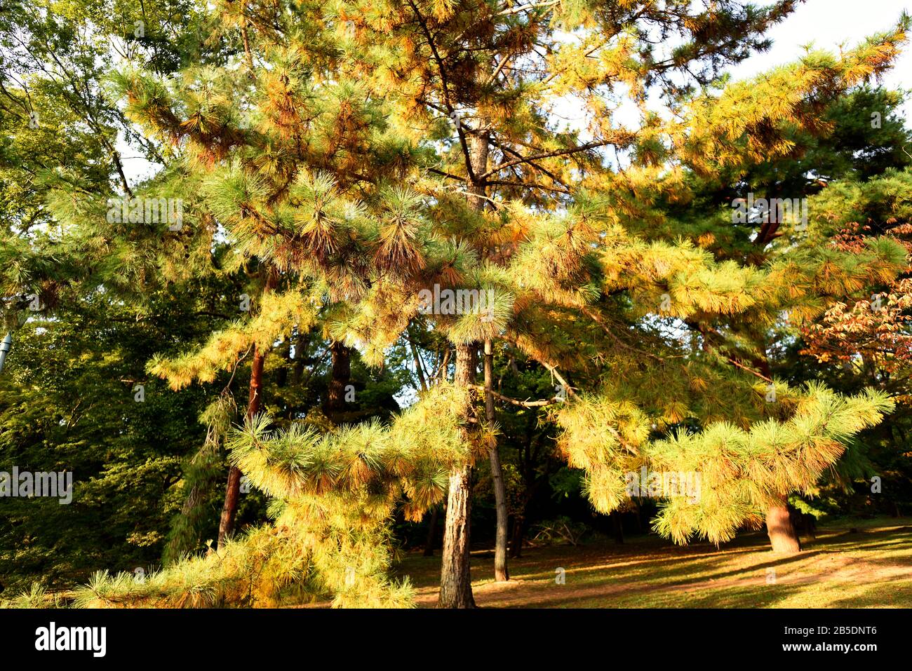 pine trees Japan Stock Photo - Alamy