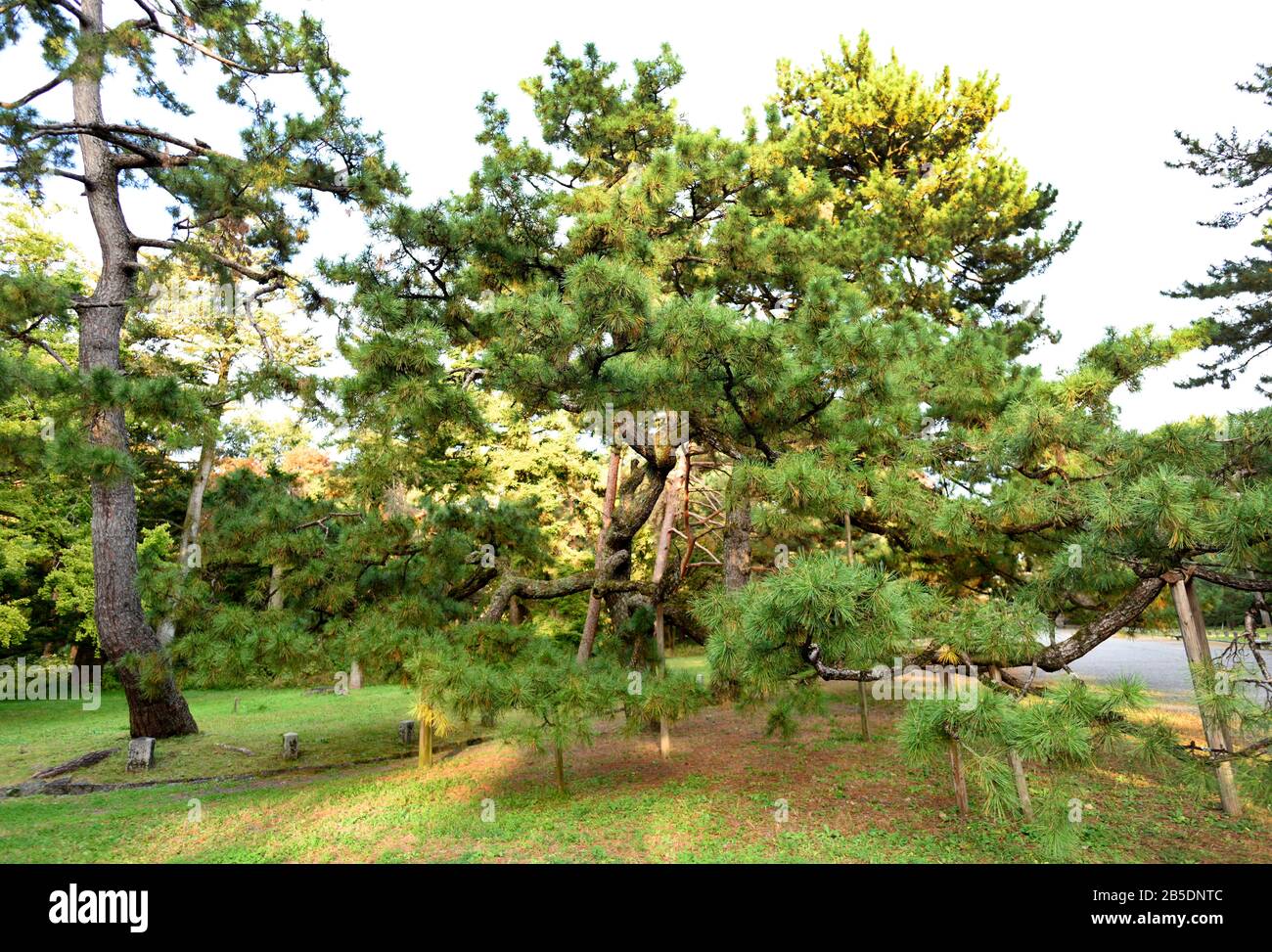 Evergreen parks and gardens hi-res stock photography and images - Alamy