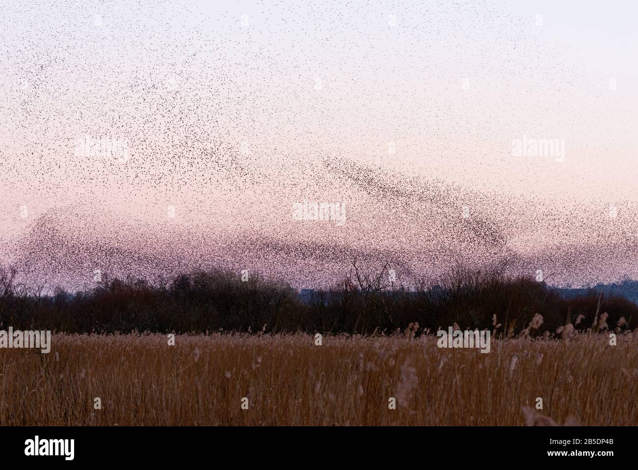 The spectacular sight of starling murmurations over Shapwick Heath on ...