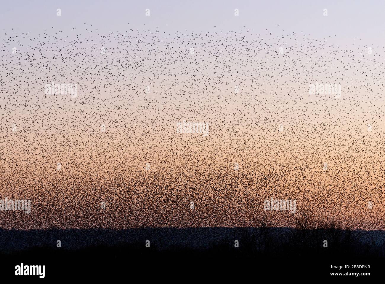 The spectacular sight of starling murmurations over Shapwick Heath on ...