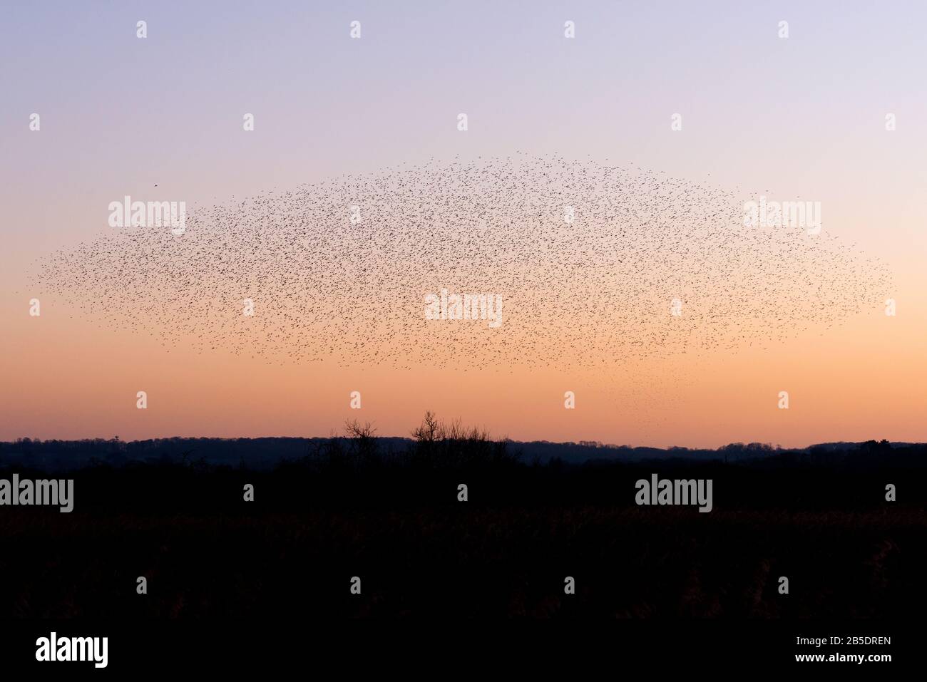The spectacular sight of starling murmurations over Shapwick Heath on ...