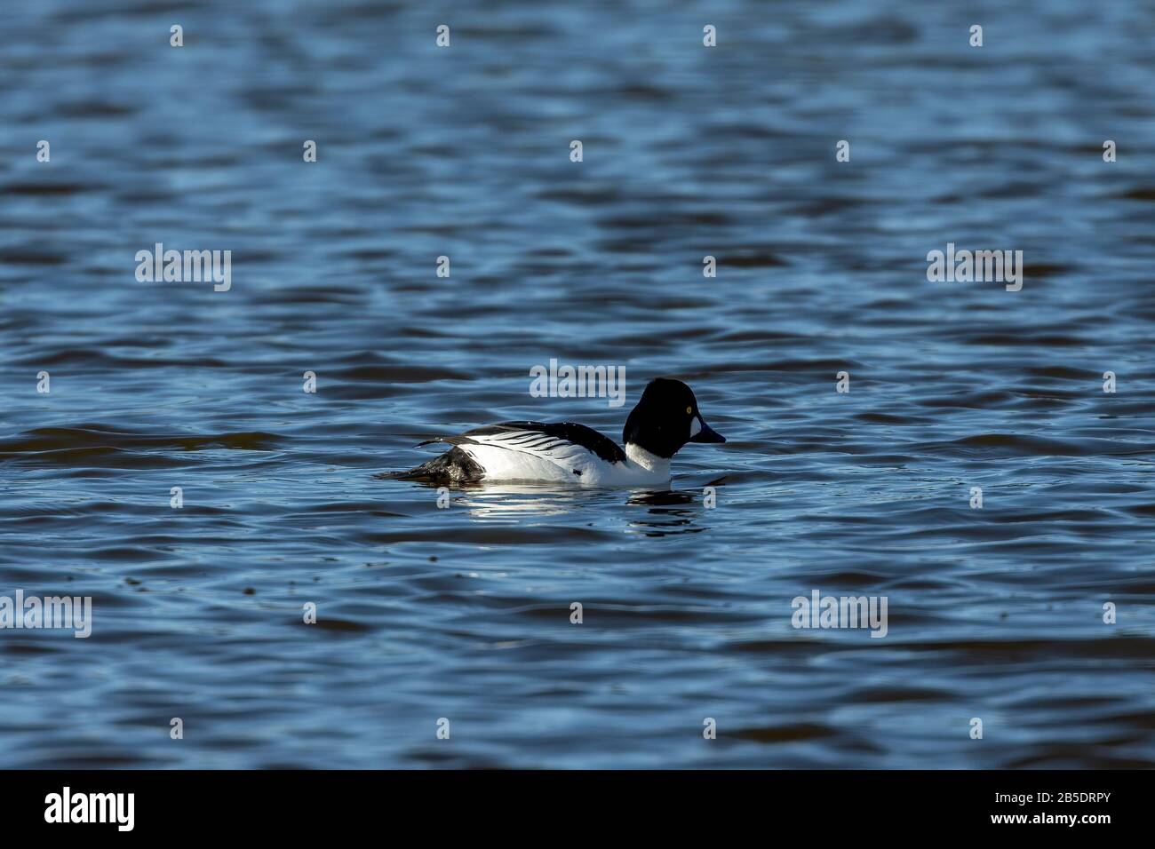 Duck. Male common goldeneye . Medium-sized duck from northern Canada ...