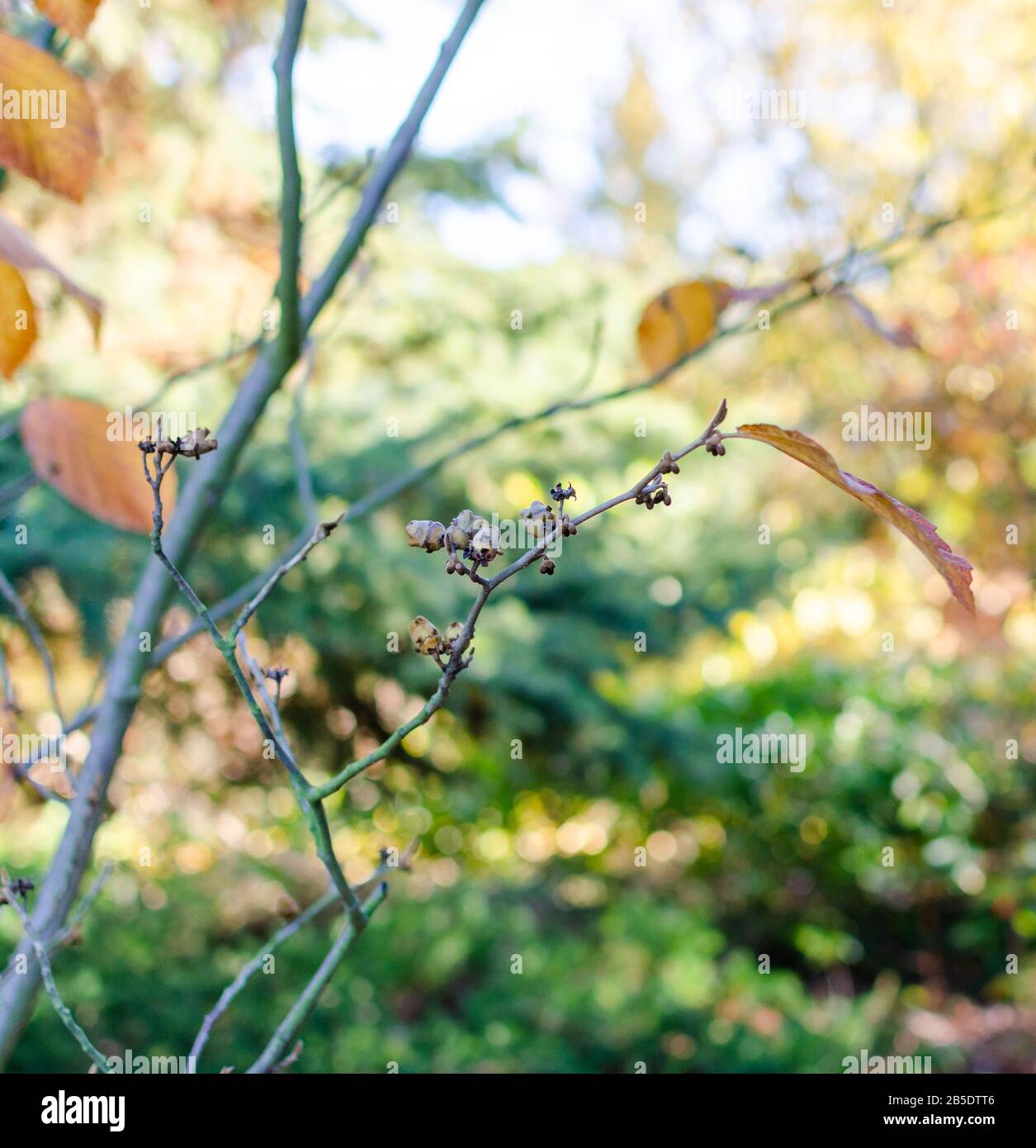 Witch hazel autumn foliage hamamelis hi-res stock photography and ...